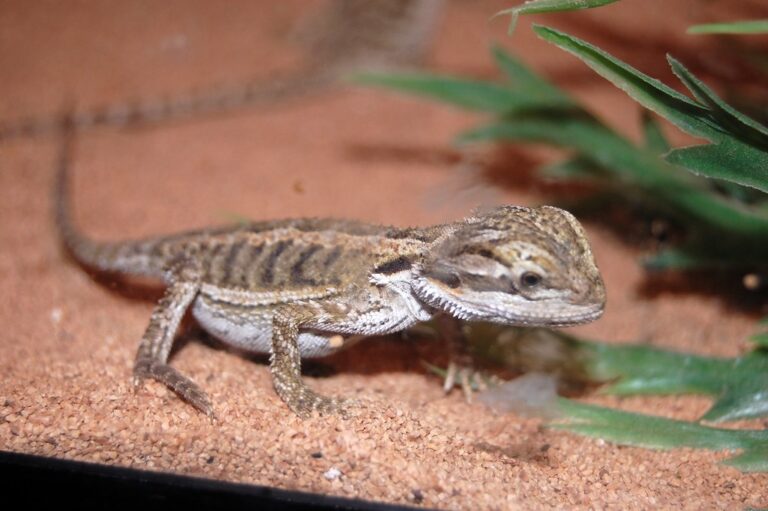 The Best Substrates for Ball Pythons (And Ones to Avoid)