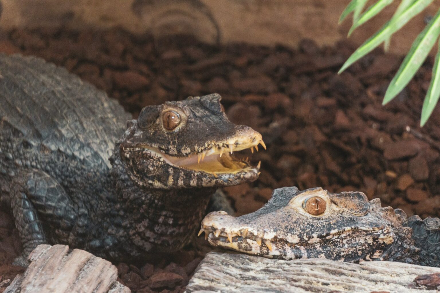 Why Some People Keep Caimans as Pets (and Why They Shouldn’t)