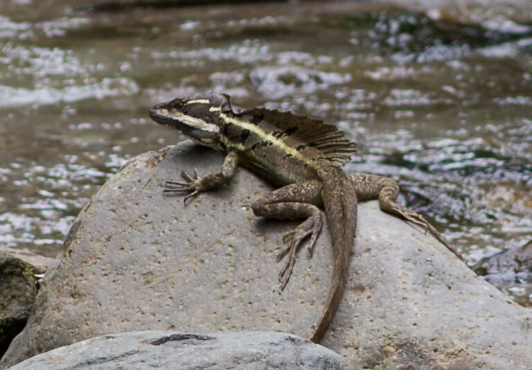 The Lizard Species That Walk on Water—Literally