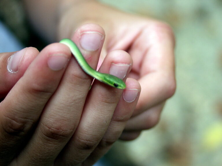 Why Baby Snakes Can Be More Dangerous Than Adults