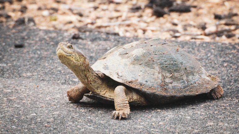 The Oldest Turtles Ever Recorded—and How They Lived So Long