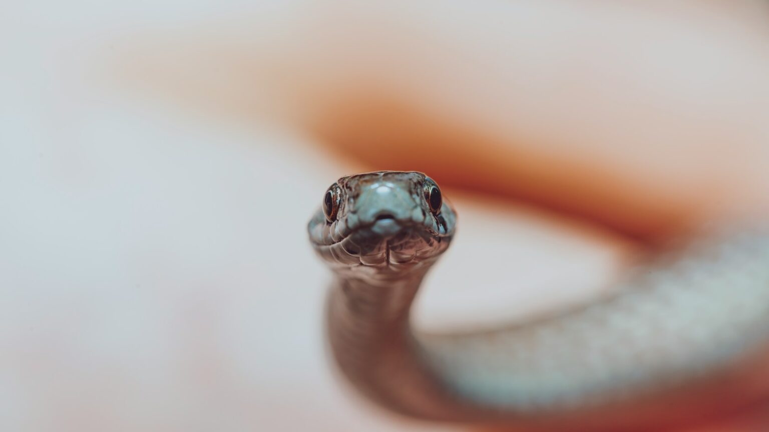 Why Baby Snakes Can Be More Dangerous Than Adults