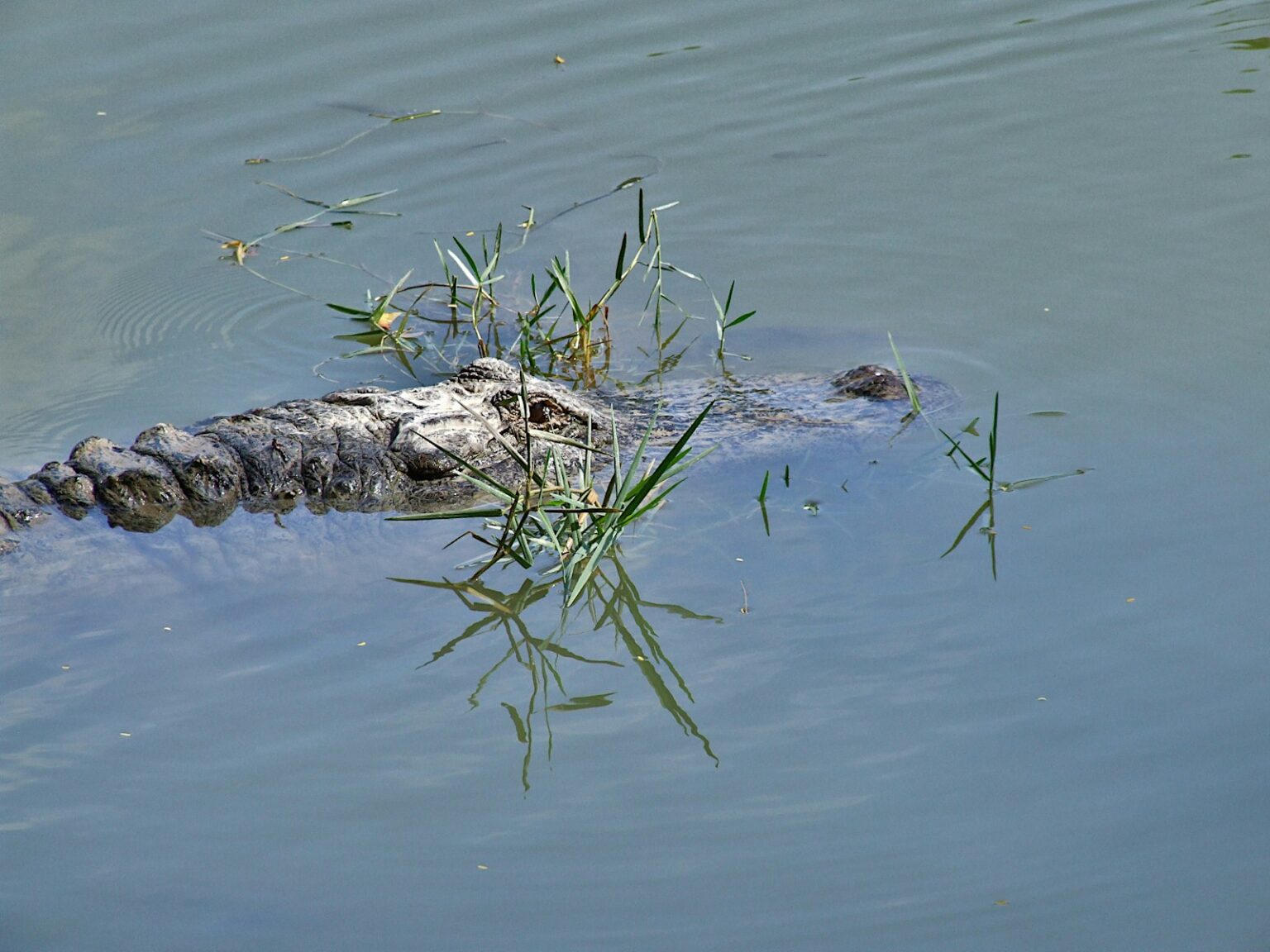 8 Crocodile Behaviors That Prove They’re Smarter Than We Think