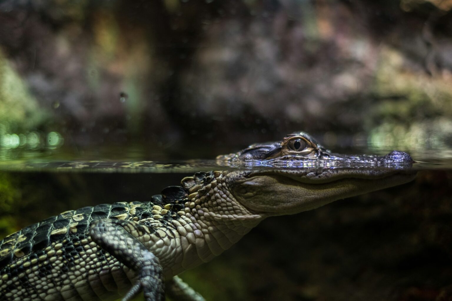 Why Some People Keep Caimans as Pets (and Why They Shouldn’t)