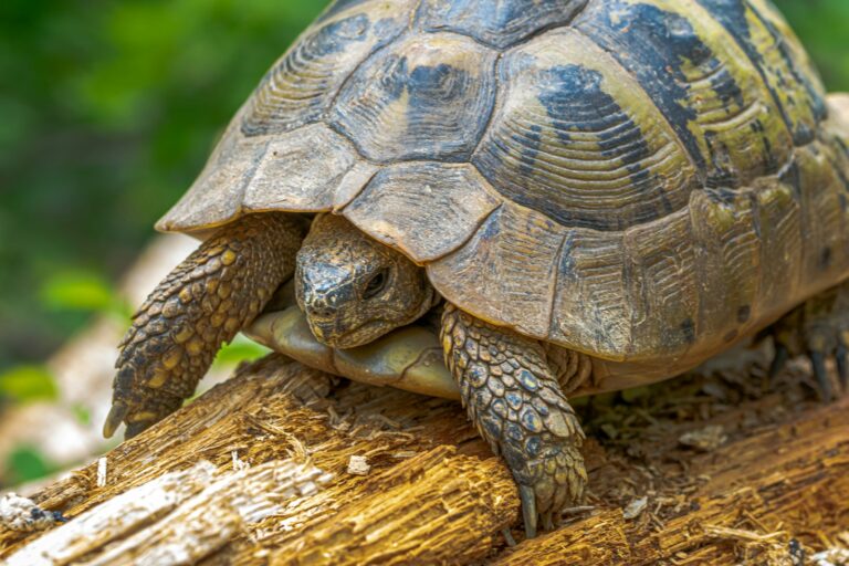 The Oldest Turtles Ever Recorded—and How They Lived So Long