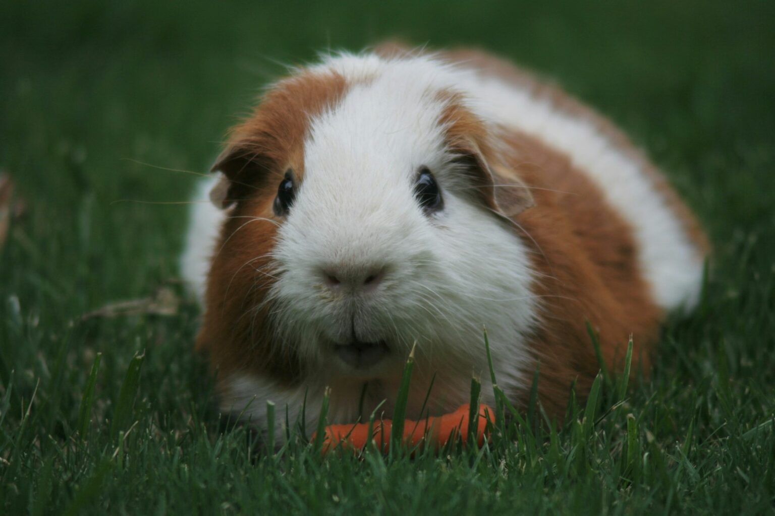 Guinea Pig Sounds Explained: What Their Wheeks and Purrs Mean