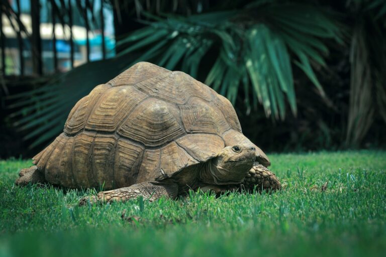 The Oldest Turtles Ever Recorded—and How They Lived So Long